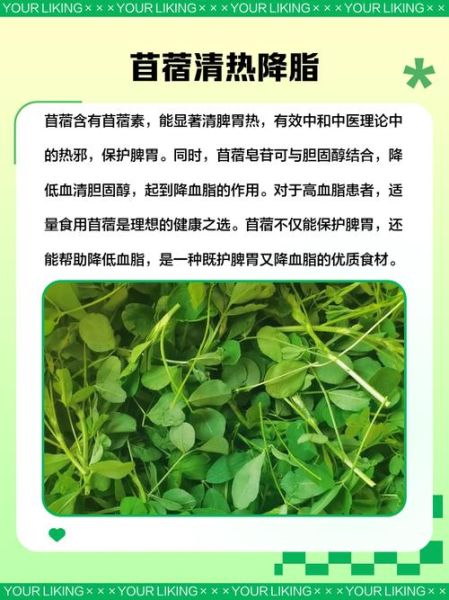 苜蓿菜的功效与作用_苜蓿菜怎么吃最营养-第3张图片-山城妙识 苜蓿菜的功效与作用_苜蓿菜怎么吃最营养-第3张图片-山城妙识