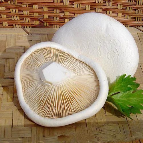 白灵菇不能和什么一起吃_白灵菇相克食物有哪些-第2张图片-山城妙识 白灵菇不能和什么一起吃_白灵菇相克食物有哪些-第2张图片-山城妙识