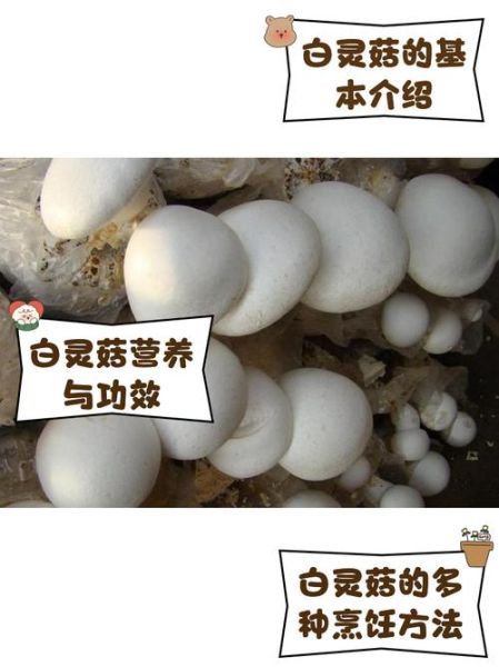 白灵菇不能和什么一起吃_白灵菇相克食物有哪些-第3张图片-山城妙识 白灵菇不能和什么一起吃_白灵菇相克食物有哪些-第3张图片-山城妙识