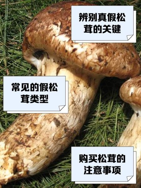 野生松茸高清图片_如何分辨真假松茸-第1张图片-山城妙识 野生松茸高清图片_如何分辨真假松茸-第1张图片-山城妙识