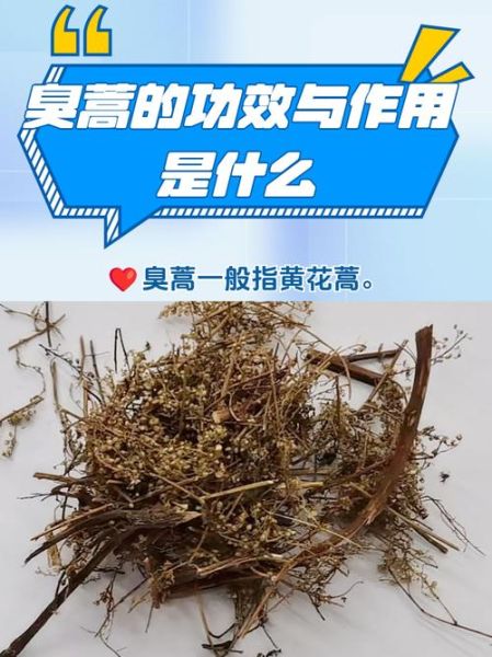 黄花蒿的功效与作用_黄花蒿怎么种植-第1张图片-山城妙识 黄花蒿的功效与作用_黄花蒿怎么种植-第1张图片-山城妙识