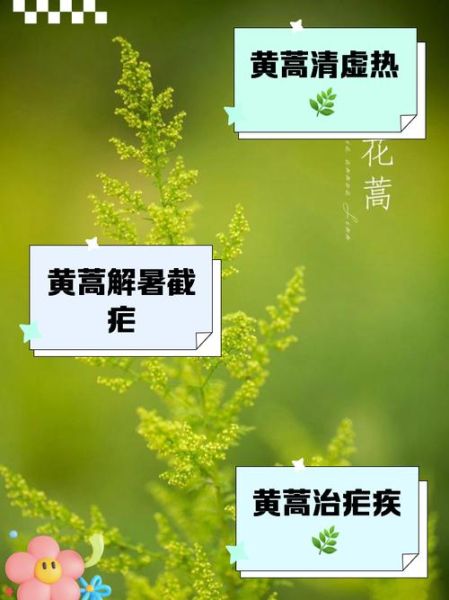 黄花蒿的功效与作用_黄花蒿怎么种植-第3张图片-山城妙识 黄花蒿的功效与作用_黄花蒿怎么种植-第3张图片-山城妙识