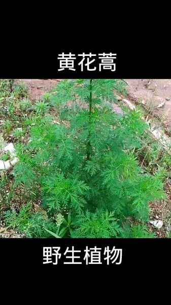 黄花蒿的功效与作用_黄花蒿怎么种植-第2张图片-山城妙识 黄花蒿的功效与作用_黄花蒿怎么种植-第2张图片-山城妙识