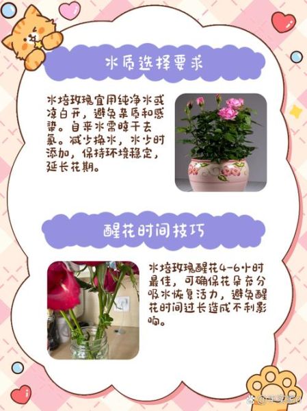 玫瑰怎么养_玫瑰多久浇一次水-第1张图片-山城妙识 玫瑰怎么养_玫瑰多久浇一次水-第1张图片-山城妙识