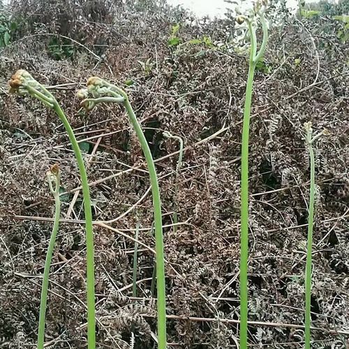 拳头菜怎么做好吃_拳头菜的做法大全-第1张图片-山城妙识