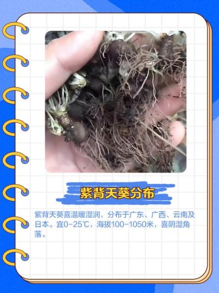 紫背天葵草的功效与作用_紫背天葵草怎么吃-第2张图片-山城妙识 紫背天葵草的功效与作用_紫背天葵草怎么吃-第2张图片-山城妙识