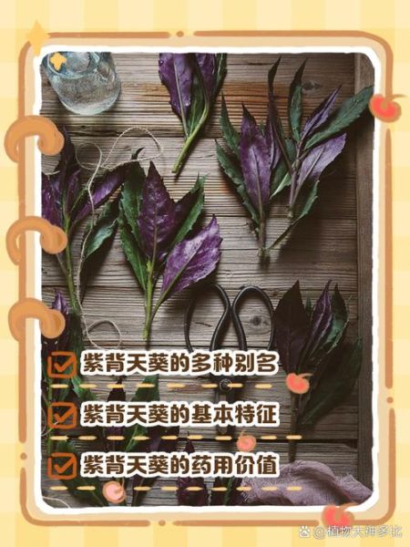 紫背天葵草的功效与作用_紫背天葵草怎么吃-第3张图片-山城妙识 紫背天葵草的功效与作用_紫背天葵草怎么吃-第3张图片-山城妙识