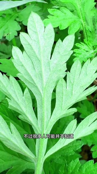 野艾蒿图片_如何辨别野艾蒿与艾草-第3张图片-山城妙识 野艾蒿图片_如何辨别野艾蒿与艾草-第3张图片-山城妙识
