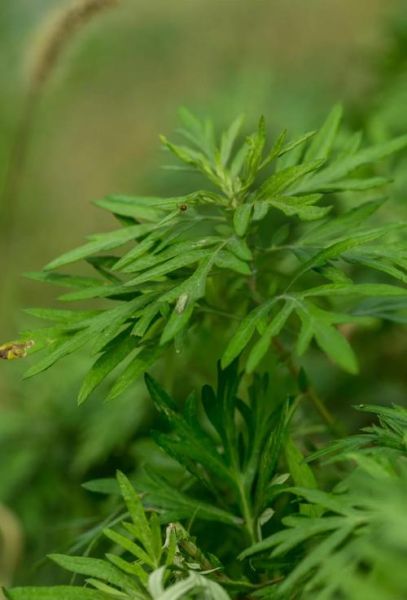 野艾蒿图片_如何辨别野艾蒿与艾草-第1张图片-山城妙识 野艾蒿图片_如何辨别野艾蒿与艾草-第1张图片-山城妙识