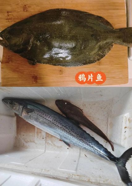 鸦片鱼多少钱一斤山东_山东鸦片鱼最新批发价格-第1张图片-山城妙识 鸦片鱼多少钱一斤山东_山东鸦片鱼最新批发价格-第1张图片-山城妙识