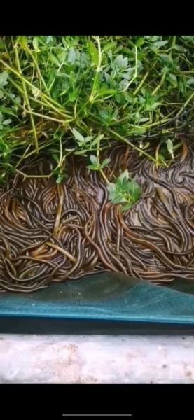 黄鳝鱼苗多少钱一斤_黄鳝鱼苗价格影响因素-第1张图片-山城妙识 黄鳝鱼苗多少钱一斤_黄鳝鱼苗价格影响因素-第1张图片-山城妙识