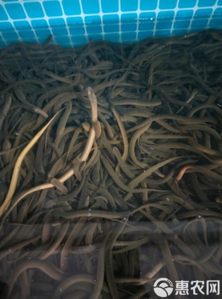 黄鳝鱼苗多少钱一斤_黄鳝鱼苗价格影响因素-第2张图片-山城妙识 黄鳝鱼苗多少钱一斤_黄鳝鱼苗价格影响因素-第2张图片-山城妙识