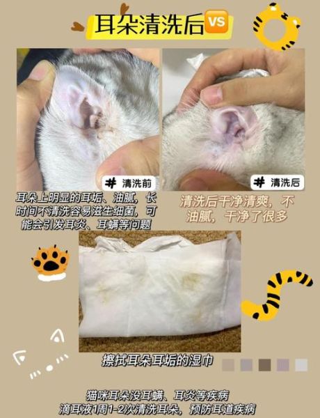 猫耳朵脏怎么办_猫耳朵脏用什么清洁-第1张图片-山城妙识 猫耳朵脏怎么办_猫耳朵脏用什么清洁-第1张图片-山城妙识