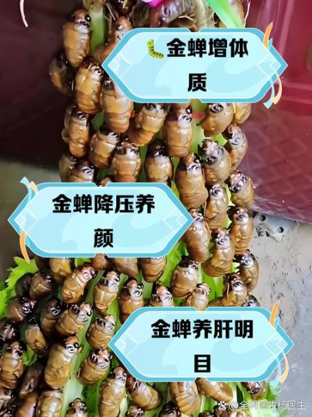 金蝉的营养价值_金蝉的功效与作用-第1张图片-山城妙识 金蝉的营养价值_金蝉的功效与作用-第1张图片-山城妙识