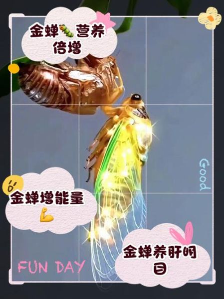 金蝉的营养价值_金蝉的功效与作用-第3张图片-山城妙识 金蝉的营养价值_金蝉的功效与作用-第3张图片-山城妙识