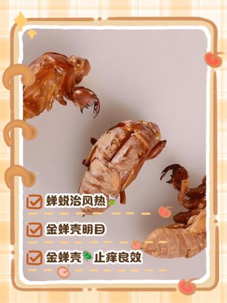 金蝉的营养价值_金蝉的功效与作用-第2张图片-山城妙识 金蝉的营养价值_金蝉的功效与作用-第2张图片-山城妙识
