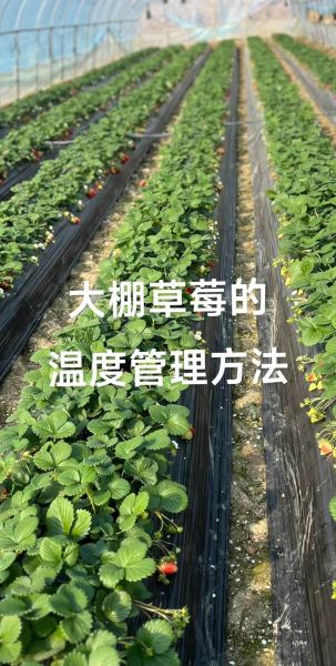 草莓怎么种_草莓种植技术与管理方法-第2张图片-山城妙识 草莓怎么种_草莓种植技术与管理方法-第2张图片-山城妙识
