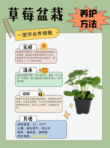 草莓怎么种_草莓种植技术与管理方法-第1张图片-山城妙识 草莓怎么种_草莓种植技术与管理方法-第1张图片-山城妙识