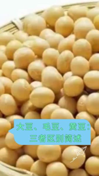 毛豆老了是黄豆吗_毛豆和黄豆的区别-第2张图片-山城妙识 毛豆老了是黄豆吗_毛豆和黄豆的区别-第2张图片-山城妙识