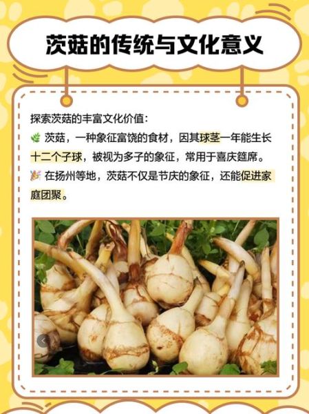 茨菇的功效与作用_茨菇的禁忌有哪些-第1张图片-山城妙识 茨菇的功效与作用_茨菇的禁忌有哪些-第1张图片-山城妙识