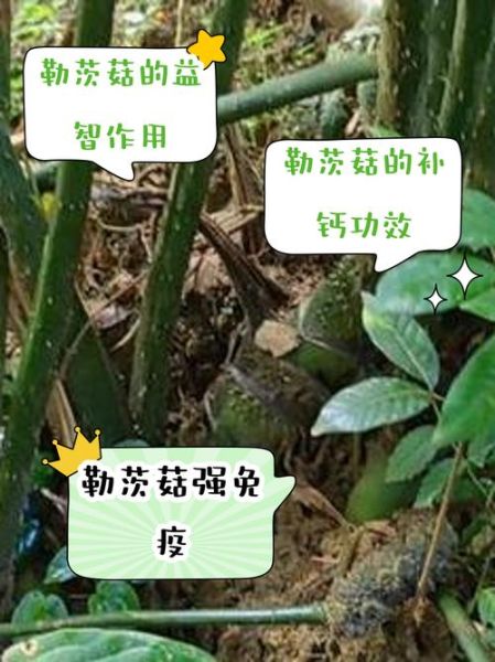 茨菇的功效与作用_茨菇的禁忌有哪些-第2张图片-山城妙识 茨菇的功效与作用_茨菇的禁忌有哪些-第2张图片-山城妙识
