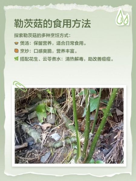 茨菇的功效与作用_茨菇的禁忌有哪些-第3张图片-山城妙识 茨菇的功效与作用_茨菇的禁忌有哪些-第3张图片-山城妙识
