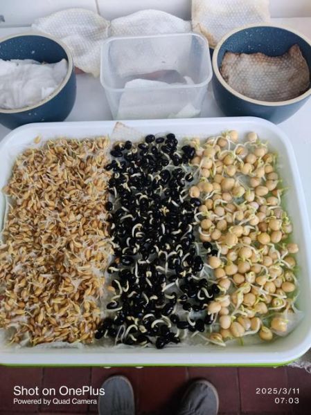 芽苗菜种植视频_如何在家快速发芽-第3张图片-山城妙识 芽苗菜种植视频_如何在家快速发芽-第3张图片-山城妙识
