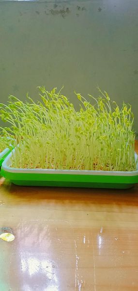 芽苗菜种植视频_如何在家快速发芽-第2张图片-山城妙识 芽苗菜种植视频_如何在家快速发芽-第2张图片-山城妙识
