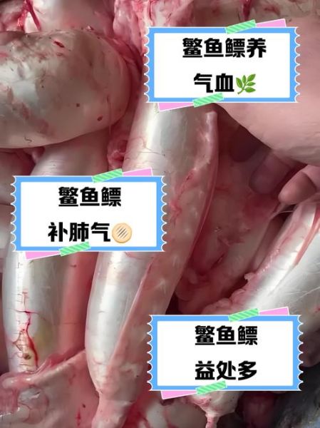 鱼鳔是鱼的什么器官_鱼鳔的功能有哪些-第2张图片-山城妙识 鱼鳔是鱼的什么器官_鱼鳔的功能有哪些-第2张图片-山城妙识