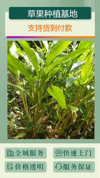 草果价格多少钱一斤_草果最新行情-第1张图片-山城妙识 草果价格多少钱一斤_草果最新行情-第1张图片-山城妙识