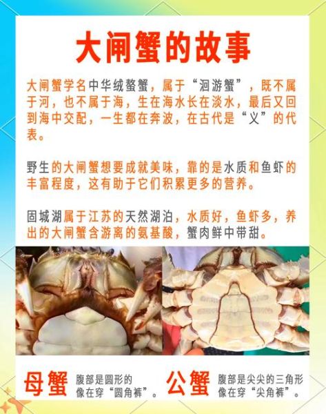 大闸蟹养殖技术视频_如何科学养蟹-第1张图片-山城妙识 大闸蟹养殖技术视频_如何科学养蟹-第1张图片-山城妙识