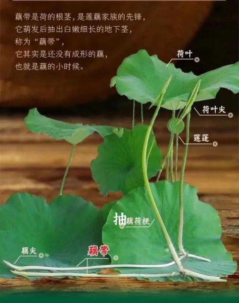 藕带是什么_藕带和莲藕的区别-第1张图片-山城妙识 藕带是什么_藕带和莲藕的区别-第1张图片-山城妙识