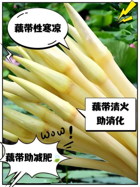 藕带是什么_藕带和莲藕的区别-第2张图片-山城妙识 藕带是什么_藕带和莲藕的区别-第2张图片-山城妙识
