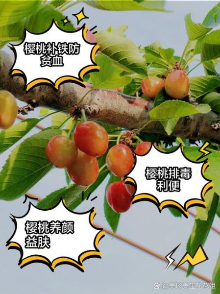 樱桃的功效与作用禁忌_什么人不能吃-第3张图片-山城妙识 樱桃的功效与作用禁忌_什么人不能吃-第3张图片-山城妙识