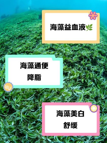 海藻的功效与作用_海藻怎么吃最营养-第3张图片-山城妙识 海藻的功效与作用_海藻怎么吃最营养-第3张图片-山城妙识