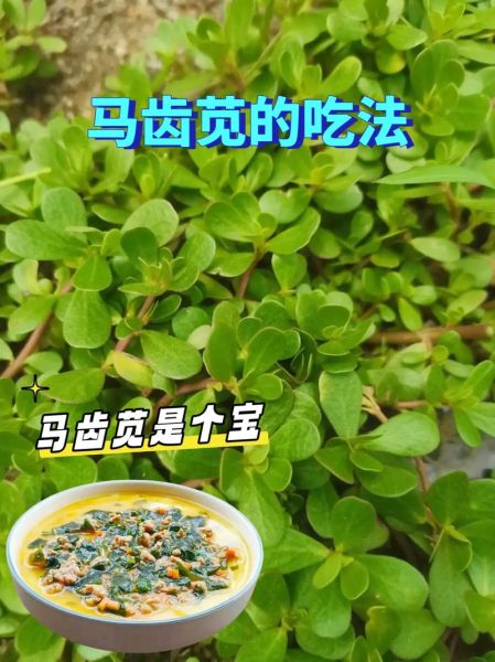 马齿苋怎么吃最好_马齿苋的吃法有哪些-第3张图片-山城妙识 马齿苋怎么吃最好_马齿苋的吃法有哪些-第3张图片-山城妙识