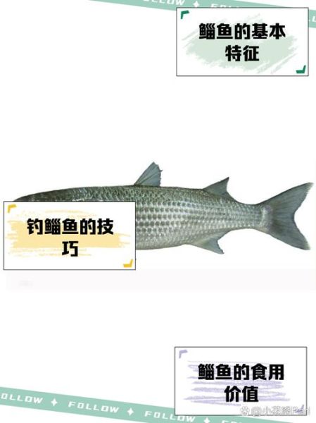 鲻鱼怎么读_鲻鱼是什么鱼-第1张图片-山城妙识 鲻鱼怎么读_鲻鱼是什么鱼-第1张图片-山城妙识
