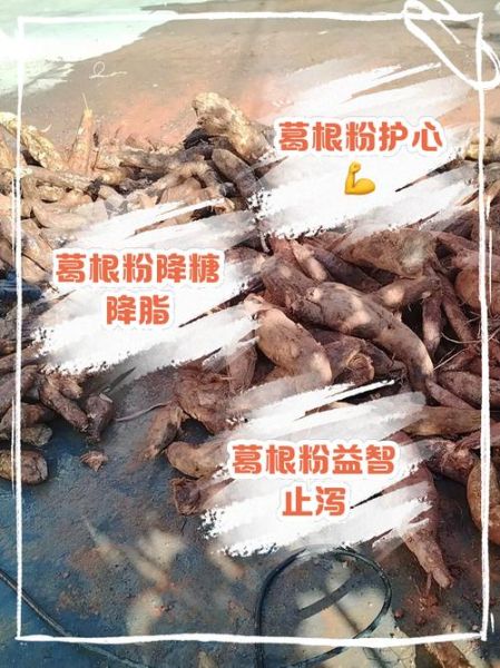 葛根粉的功效与作用_葛根粉的禁忌人群有哪些-第2张图片-山城妙识 葛根粉的功效与作用_葛根粉的禁忌人群有哪些-第2张图片-山城妙识