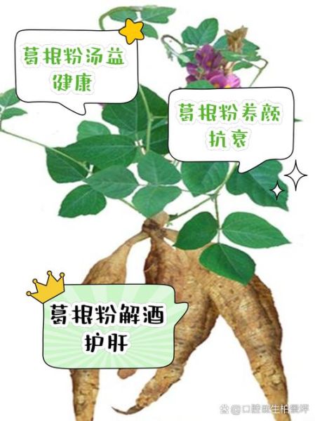 葛根粉的功效与作用_葛根粉的禁忌人群有哪些-第1张图片-山城妙识 葛根粉的功效与作用_葛根粉的禁忌人群有哪些-第1张图片-山城妙识