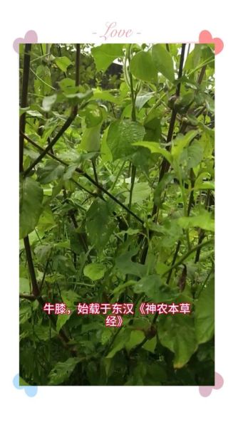 牛膝图片大全_牛膝长什么样-第1张图片-山城妙识 牛膝图片大全_牛膝长什么样-第1张图片-山城妙识