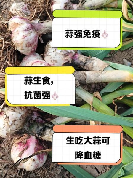 大蒜生吃好还是熟吃好_生吃大蒜和熟吃大蒜的区别-第1张图片-山城妙识 大蒜生吃好还是熟吃好_生吃大蒜和熟吃大蒜的区别-第1张图片-山城妙识