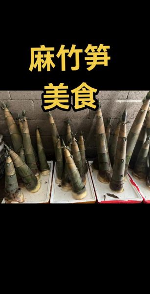 麻竹笋怎么保存_麻竹笋图片大全-第1张图片-山城妙识 麻竹笋怎么保存_麻竹笋图片大全-第1张图片-山城妙识