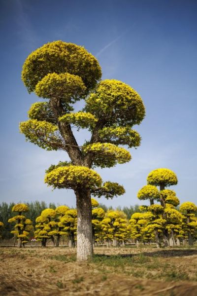 榆树图片大全_榆树品种有哪些-第3张图片-山城妙识 榆树图片大全_榆树品种有哪些-第3张图片-山城妙识