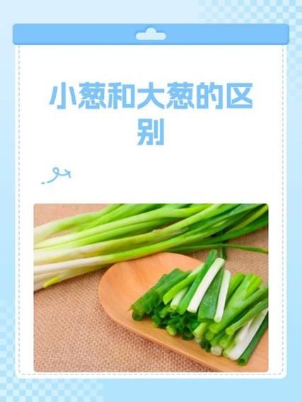 葱油面可以用大葱吗_大葱与小葱味道差别-第1张图片-山城妙识 葱油面可以用大葱吗_大葱与小葱味道差别-第1张图片-山城妙识