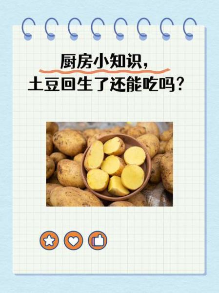 豆薯怎么保存_豆薯可以生吃吗-第1张图片-山城妙识 豆薯怎么保存_豆薯可以生吃吗-第1张图片-山城妙识