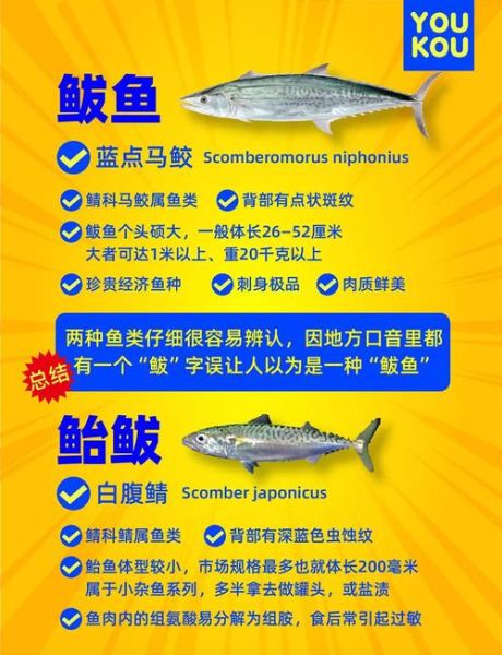 鲐鱼和鲅鱼的区别_怎么区分鲐鱼与鲅鱼-第1张图片-山城妙识 鲐鱼和鲅鱼的区别_怎么区分鲐鱼与鲅鱼-第1张图片-山城妙识