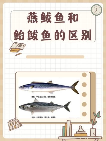 鲐鱼和鲅鱼的区别_怎么区分鲐鱼与鲅鱼-第3张图片-山城妙识 鲐鱼和鲅鱼的区别_怎么区分鲐鱼与鲅鱼-第3张图片-山城妙识