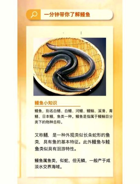 鳗鱼的营养价值与功效_孕妇能吃吗-第1张图片-山城妙识