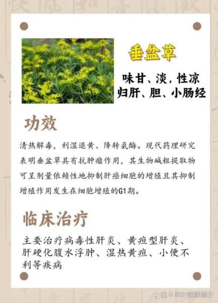 田基黄的功效与作用_田基黄可以长期泡水喝吗-第2张图片-山城妙识 田基黄的功效与作用_田基黄可以长期泡水喝吗-第2张图片-山城妙识