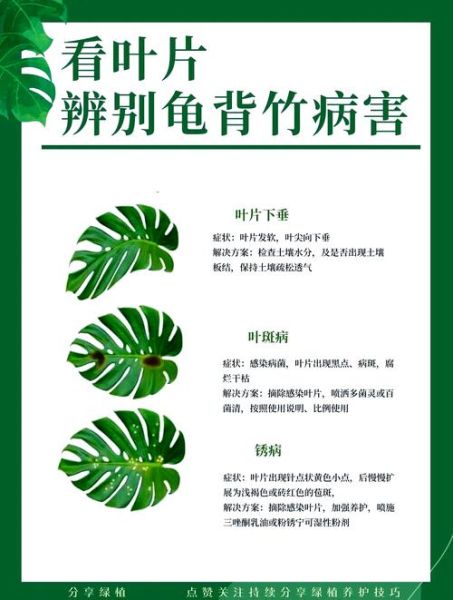 龟背竹有毒吗_对猫狗有害吗-第1张图片-山城妙识 龟背竹有毒吗_对猫狗有害吗-第1张图片-山城妙识